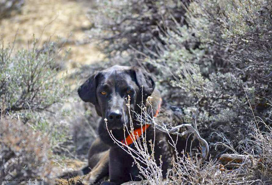 Let Me Tell You About My Best Friend – Authentically Wild Out West